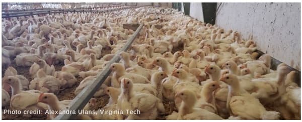The welfare of broiler chickens part 1: impact of growth rate | Engormix