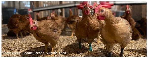 The welfare of broiler chickens part 2: the marketability of slow ...
