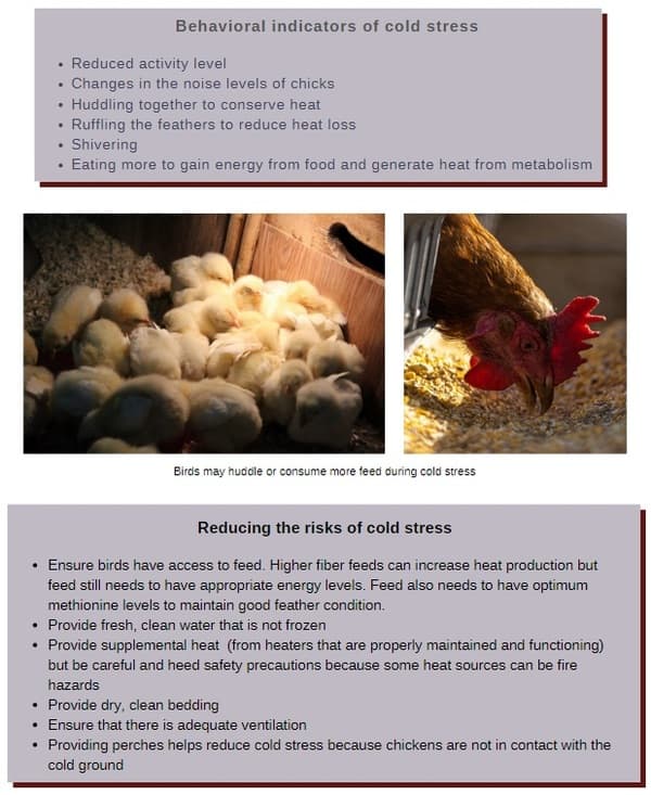 Cold temperatures can have severe consequences for poultry health and ...