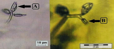 Identification and Production of Beauvericin by Fusarium ...