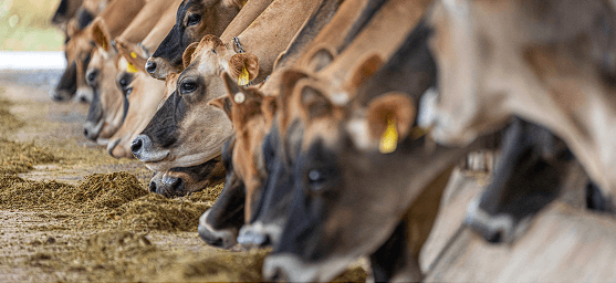 The Importance of binder agents in Animal Nutrition | Engormix