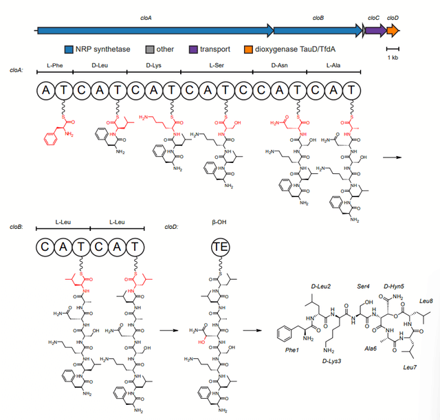 Clovibactin: improved therapeutics that kill bacterial pathogens ...
