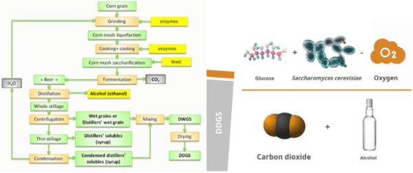 Methods and Implications for DDGS Production | Engormix