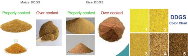 Methods and Implications for DDGS Production | Engormix