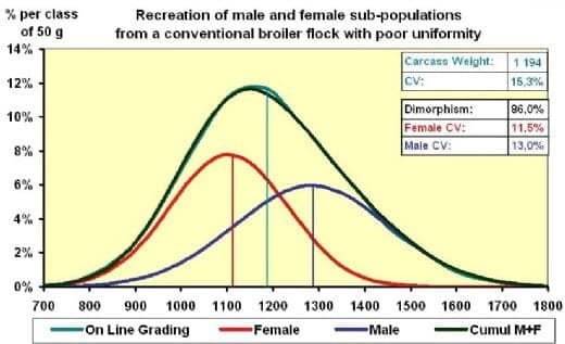 Evaluating Uniformity in Broilers | Engormix