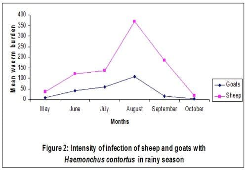 Haemonchus contortus infection in ruminants | Engormix