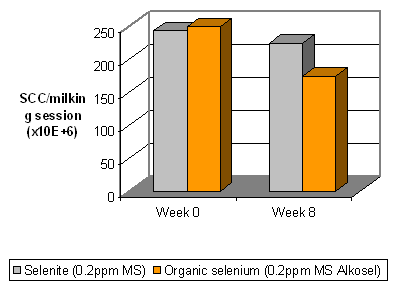 Selenium yeast for dairy cows | Engormix