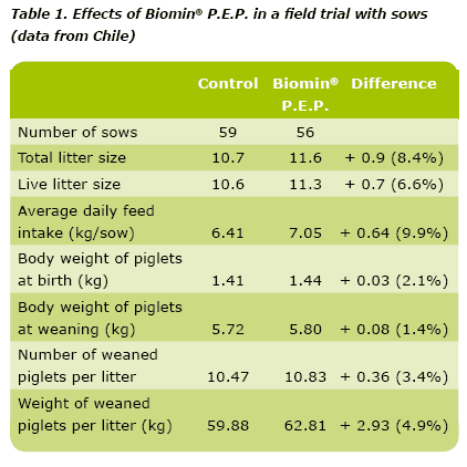 Biomin® P.E.P. : Unlocking Performance in Sow Nutrition | Engormix