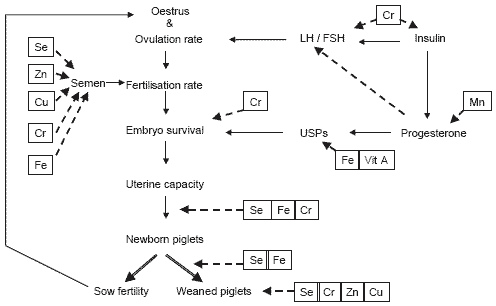 organic trace elements on a hyper-prolific sow herd | Engormix