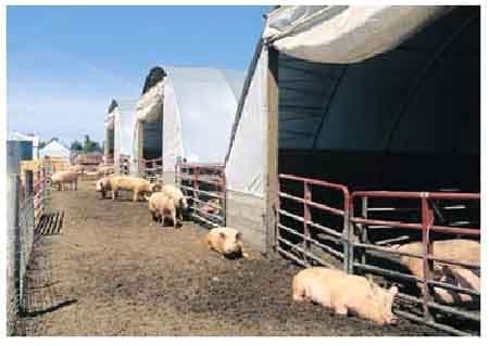 Composting Hog Manure | Engormix