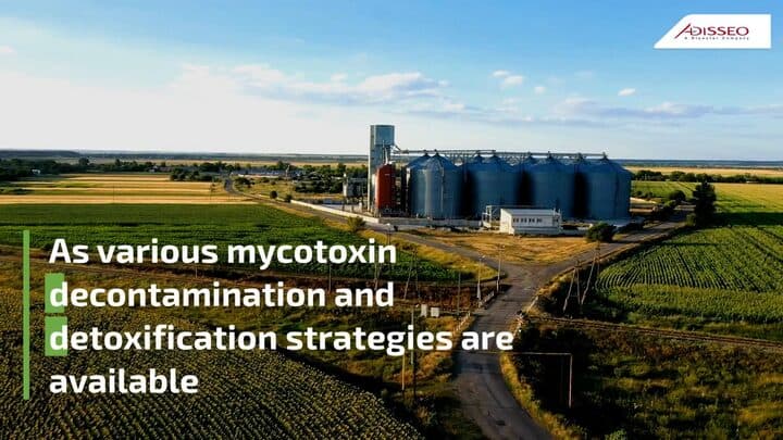 Mycotoxins in dairy cattle | Engormix