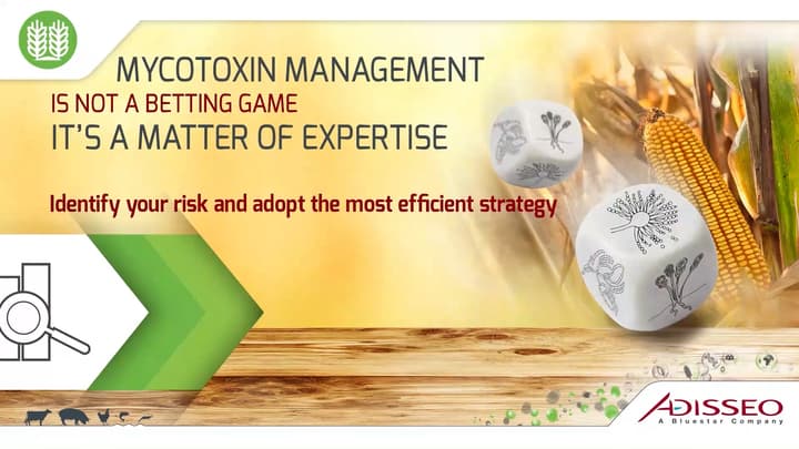 Mycotoxins in beef cattle | Engormix