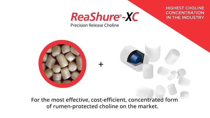 NiaShure™ for Heat Stress in Cows | Engormix