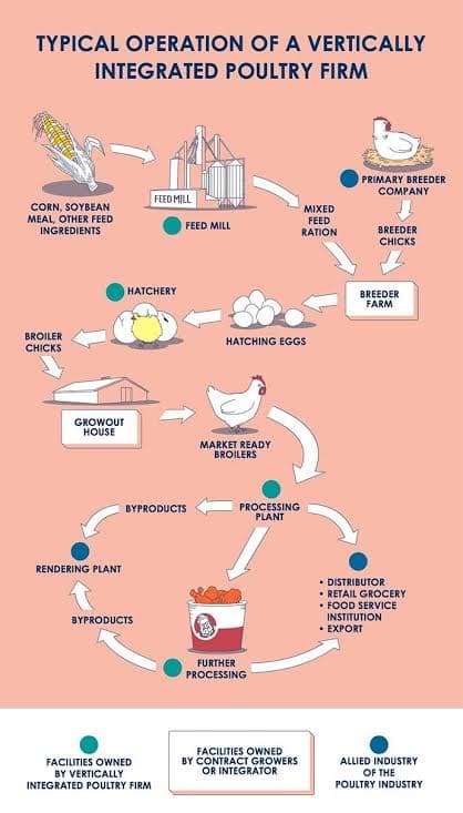 Ethical Challenges in the Broiler Value Chain - Present Realities ...