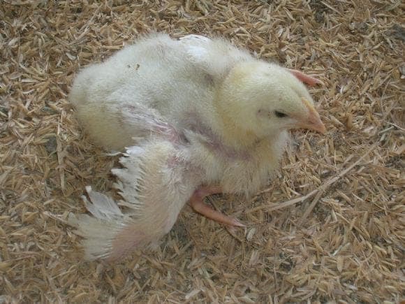 leg problem in chicken | Engormix