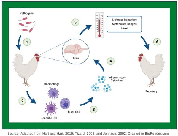 Sickness Behavior in Chickens - Engormix